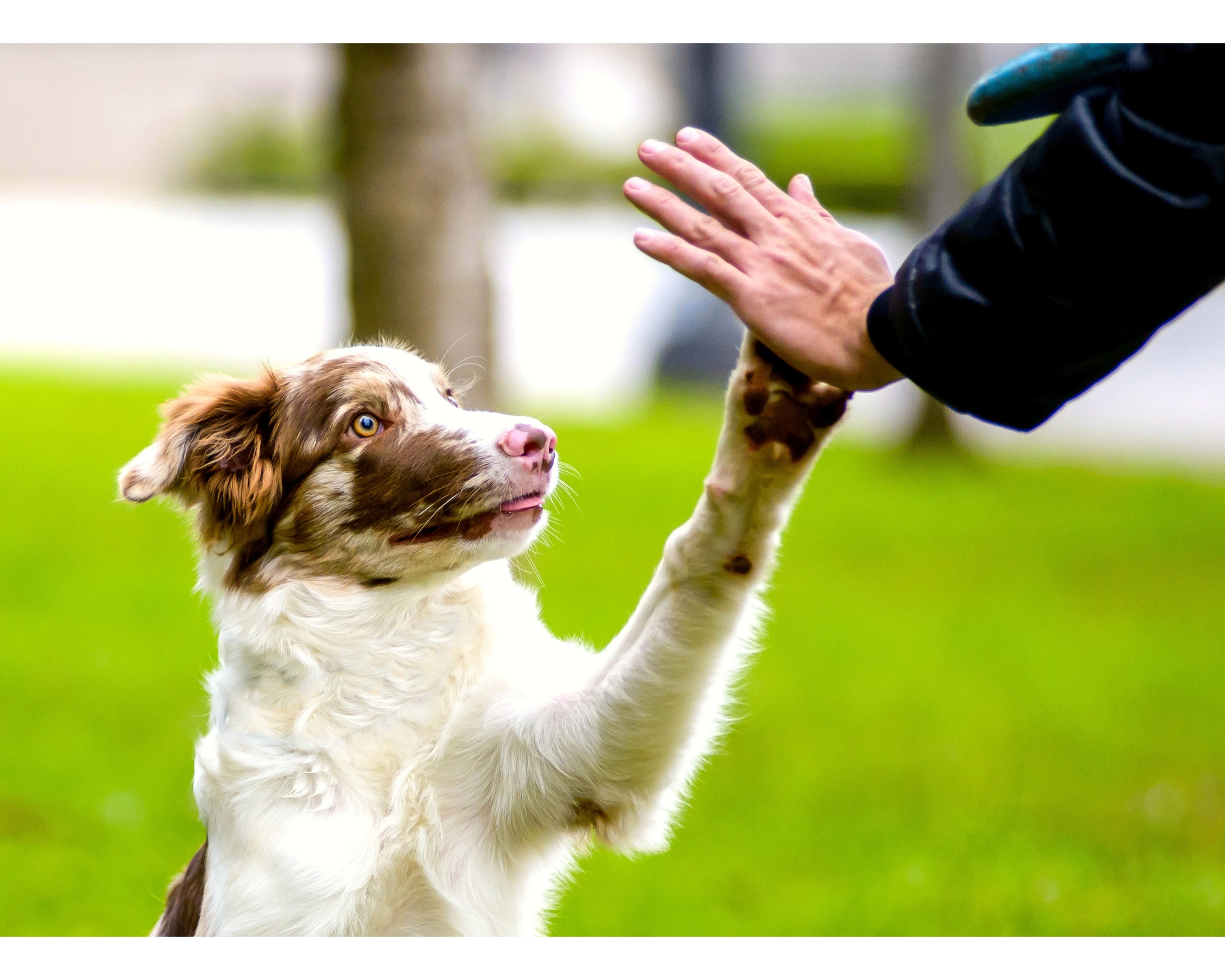 Emotional Support Animals: Benefits & FAQs - One Change Group